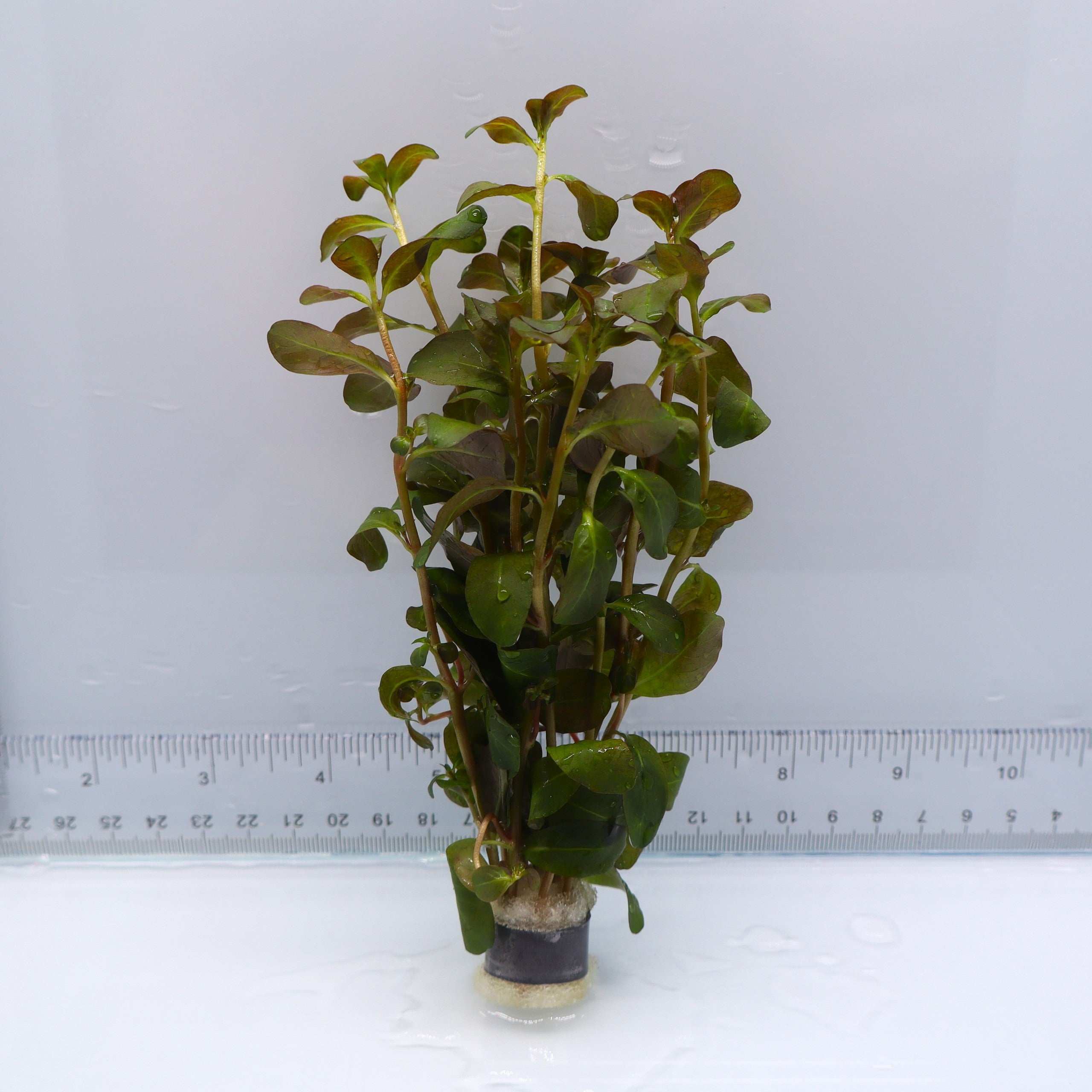 Ludwigia Senegalensis Care