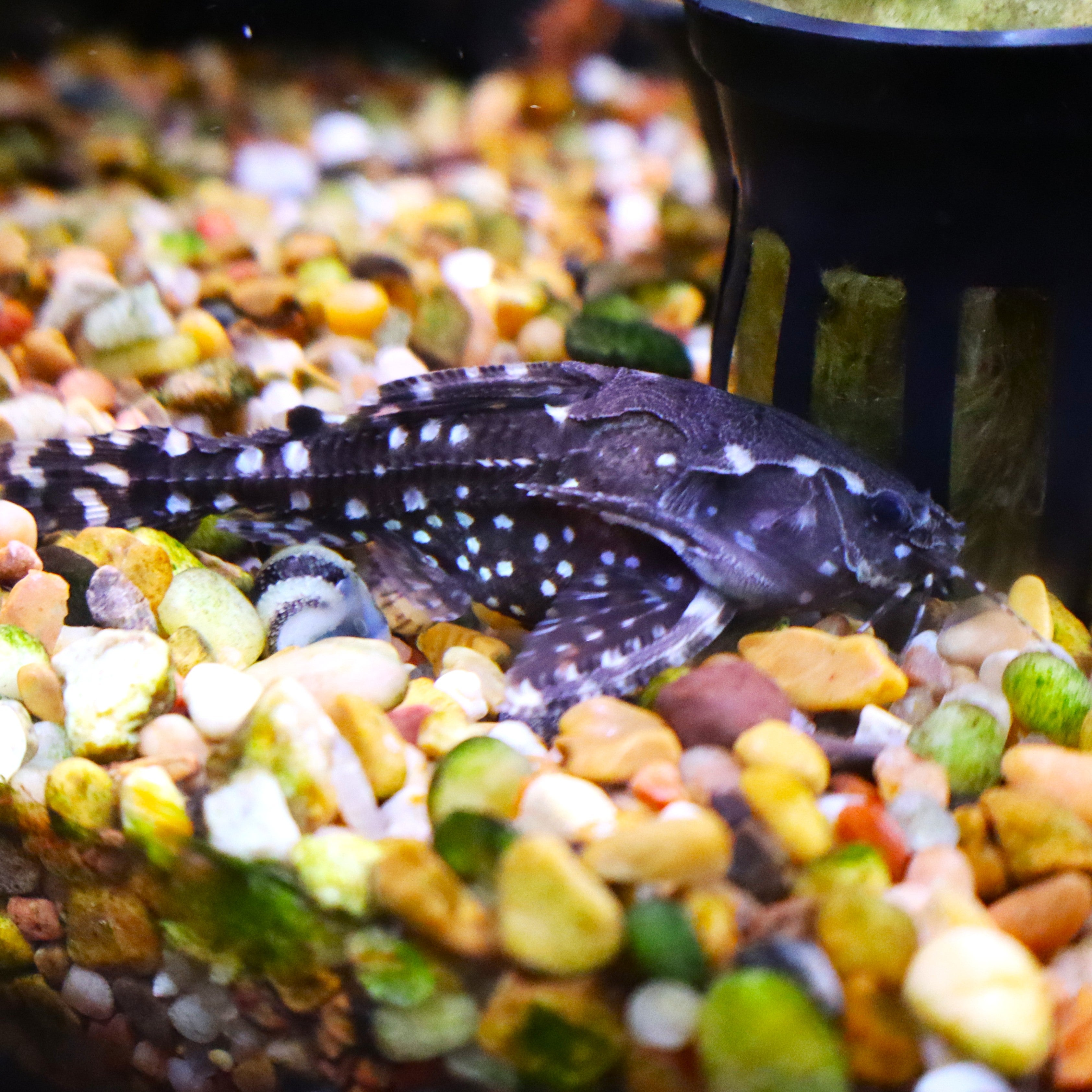 CATFISH SPOTTED RAPHAEL | The Fish Factory