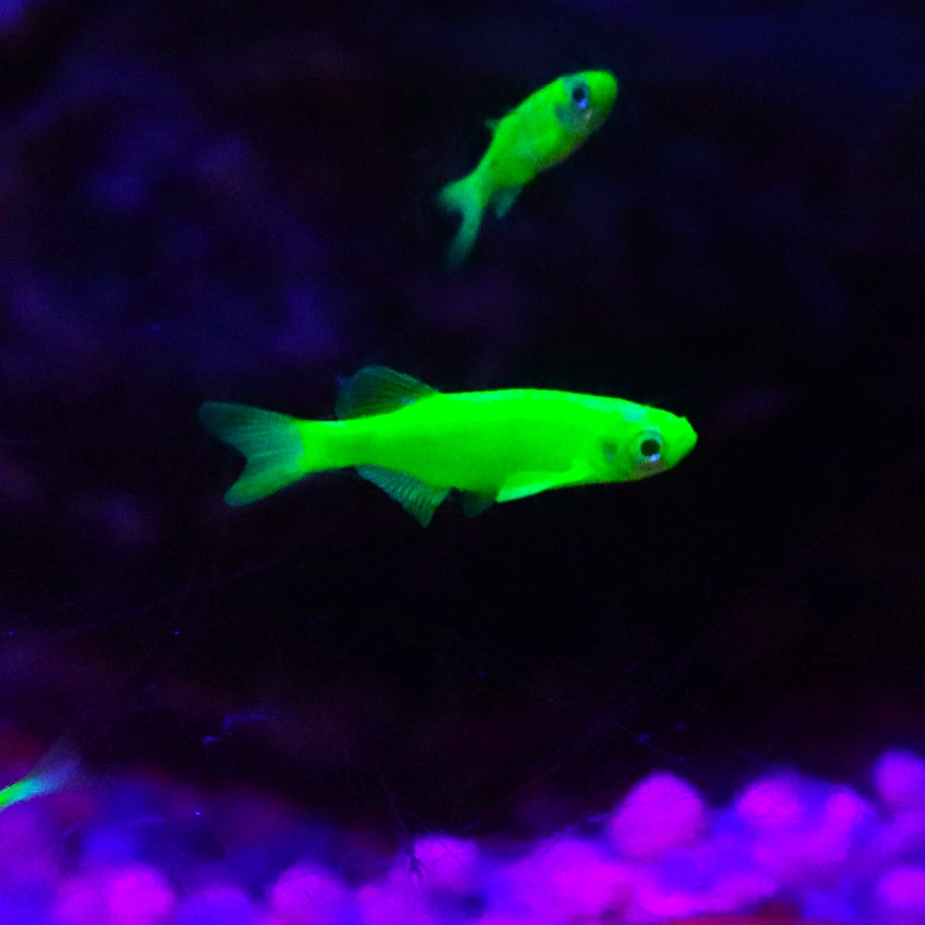 glofish eggs hatching