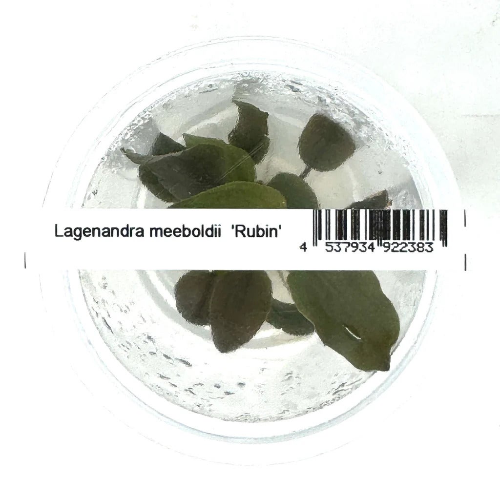 Live Plant Tissue Culture Cup ADA Lagenandra Rubin | The Fish Factory