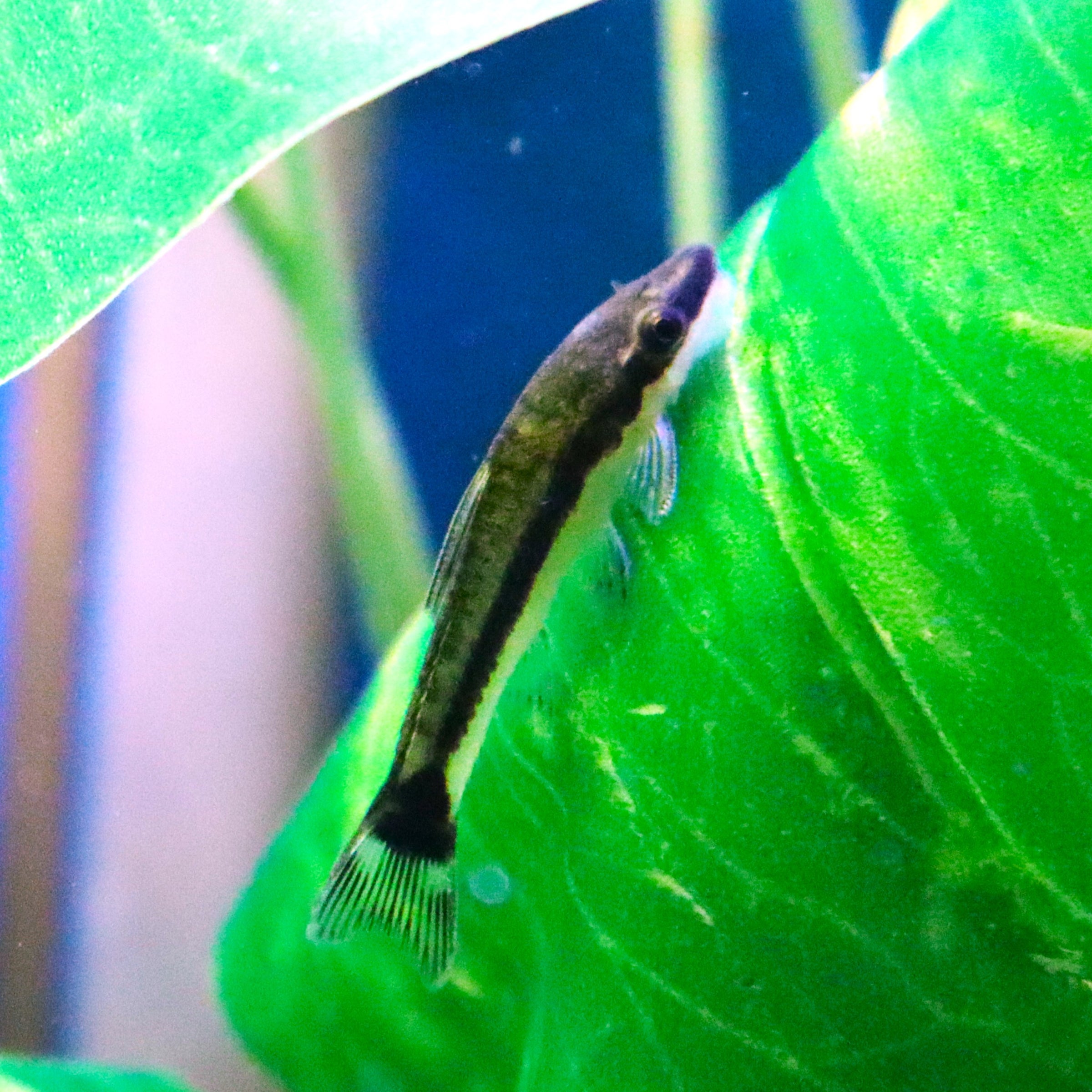otocinclus origin