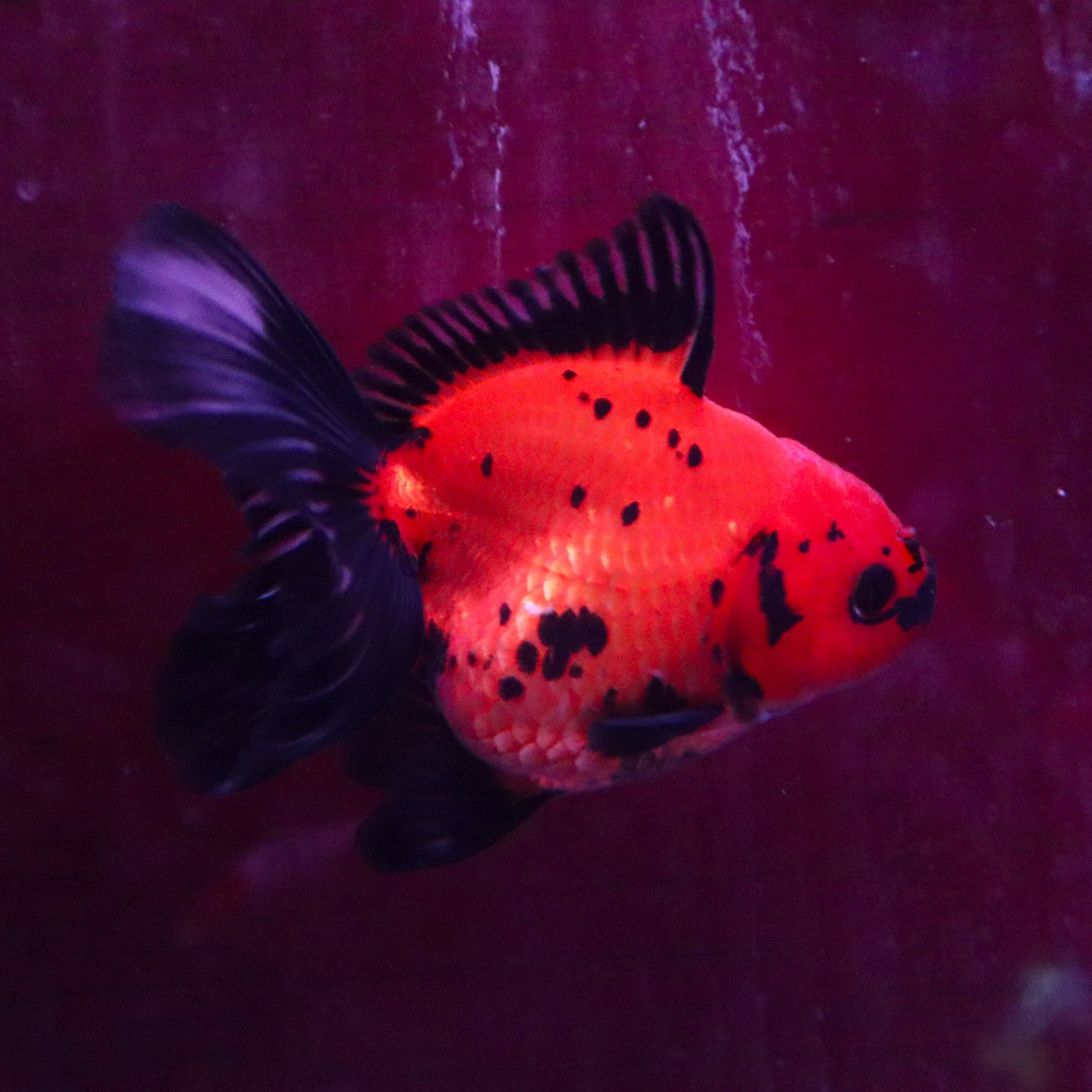 oranda goldfish temperature