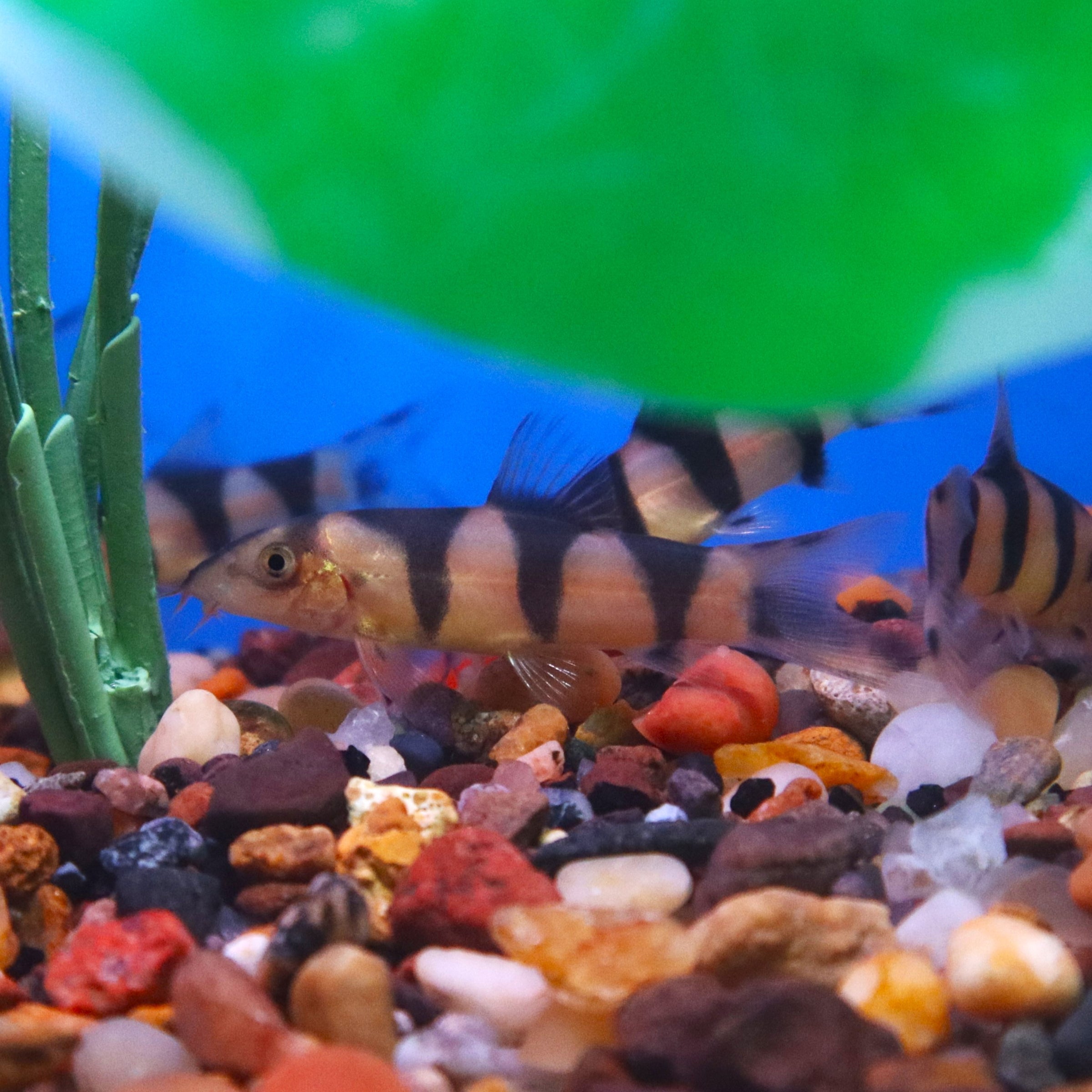 yoyo loach size cm